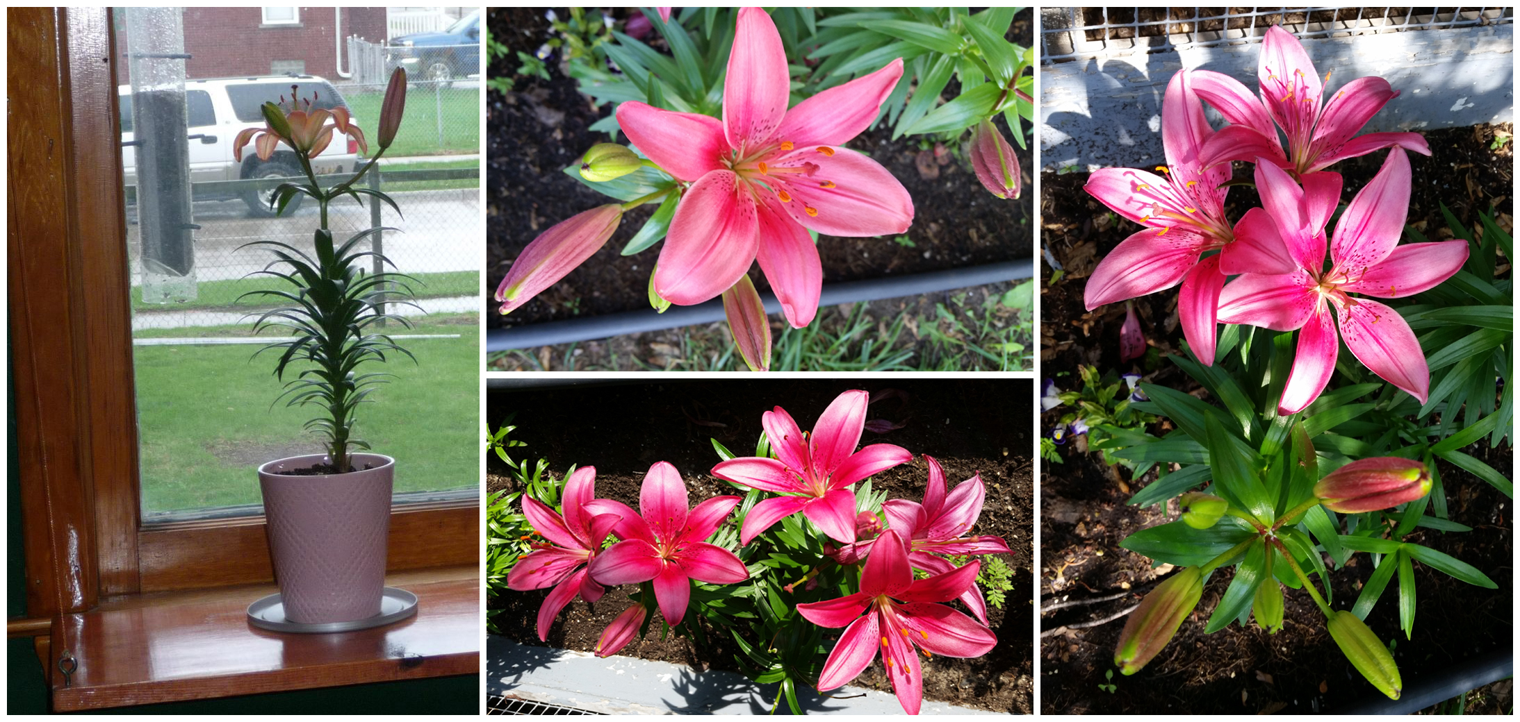 Our Mystery Lilies in the Lilies forum - Garden.org