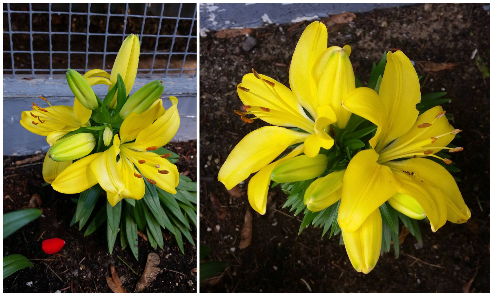 Our Mystery Lilies in the Lilies forum - Garden.org