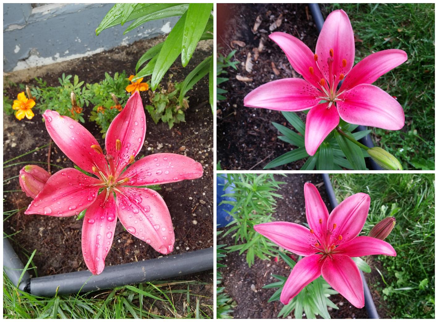 Our Mystery Lilies in the Lilies forum - Garden.org
