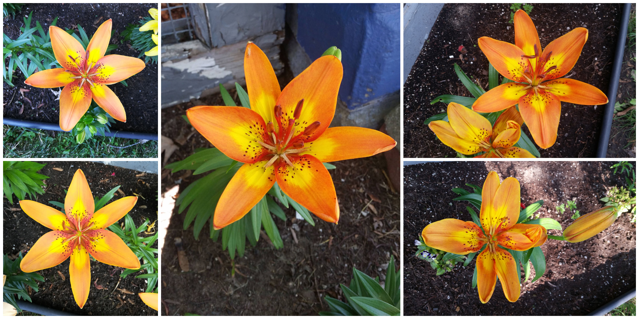Our Mystery Lilies in the Lilies forum - Garden.org